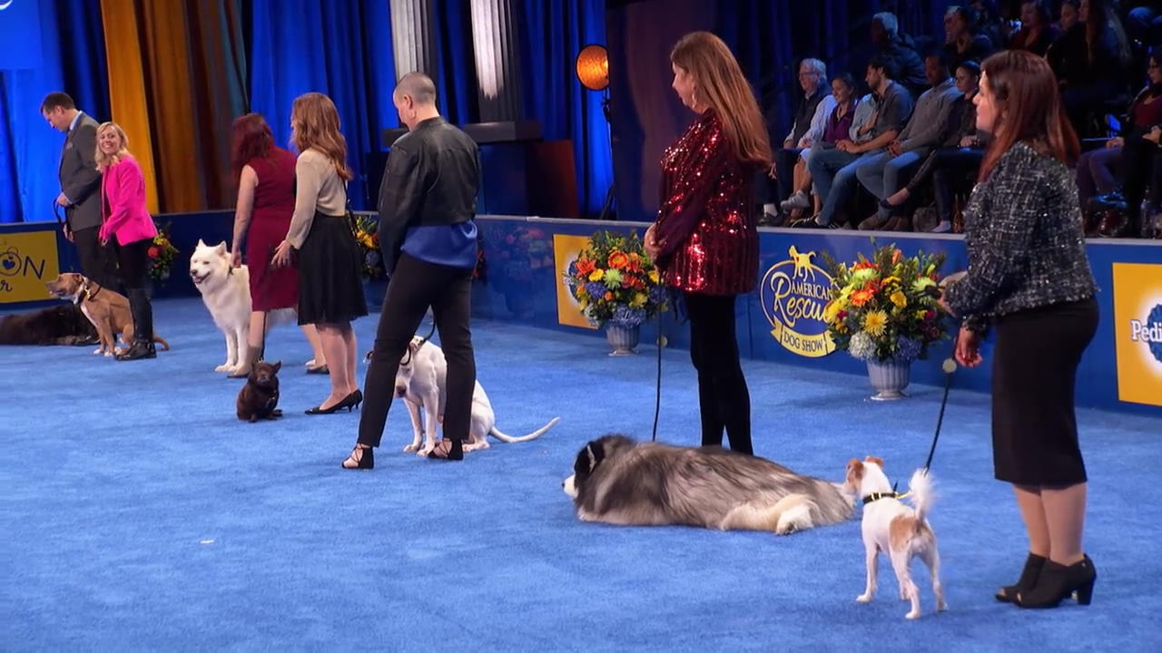 How Do You Start Showing A Dog In America