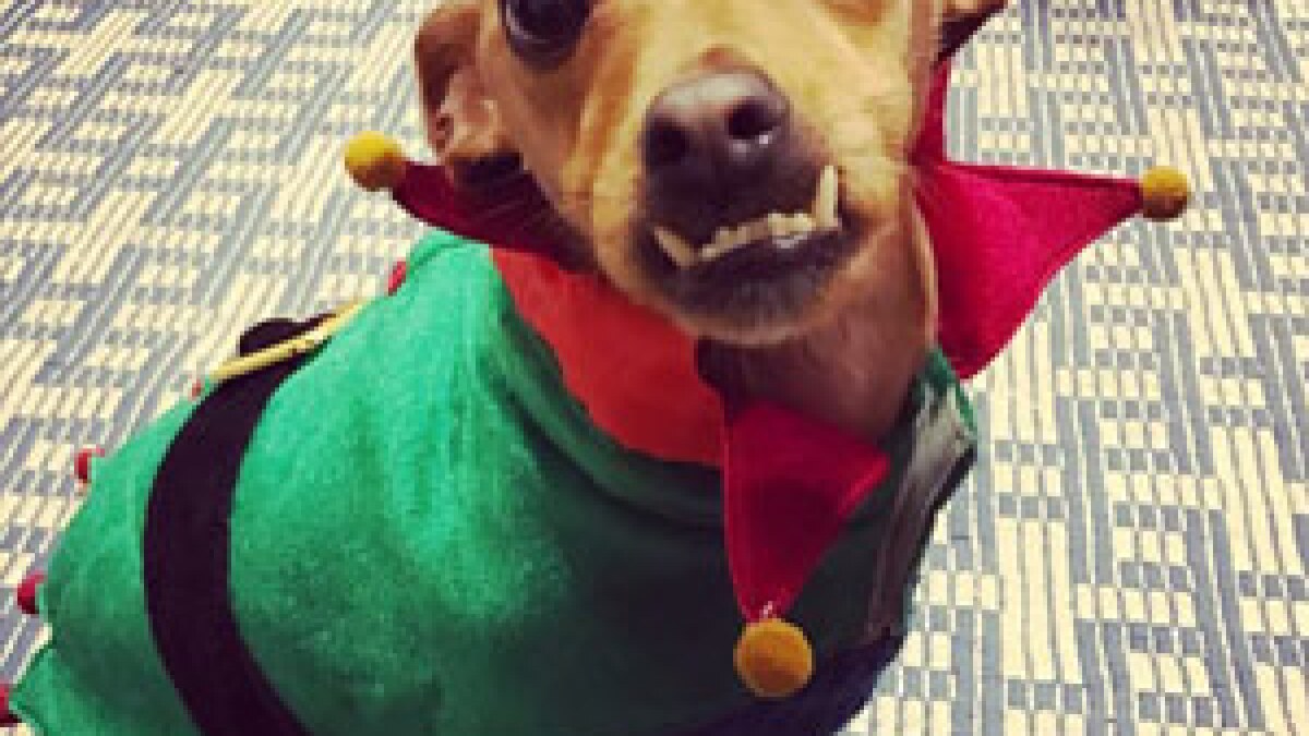 famous underbite dog